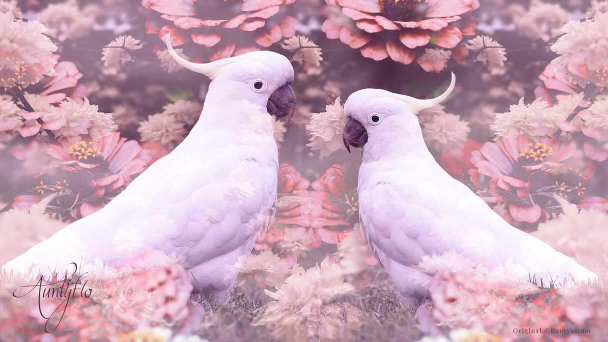 Cockatoo: Awaken your magick powers | Auntyflo.com