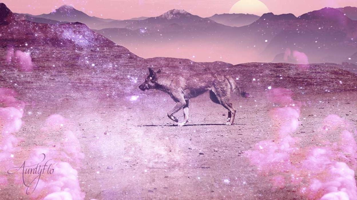 Dingo: Awaken your magick powers | Auntyflo.com