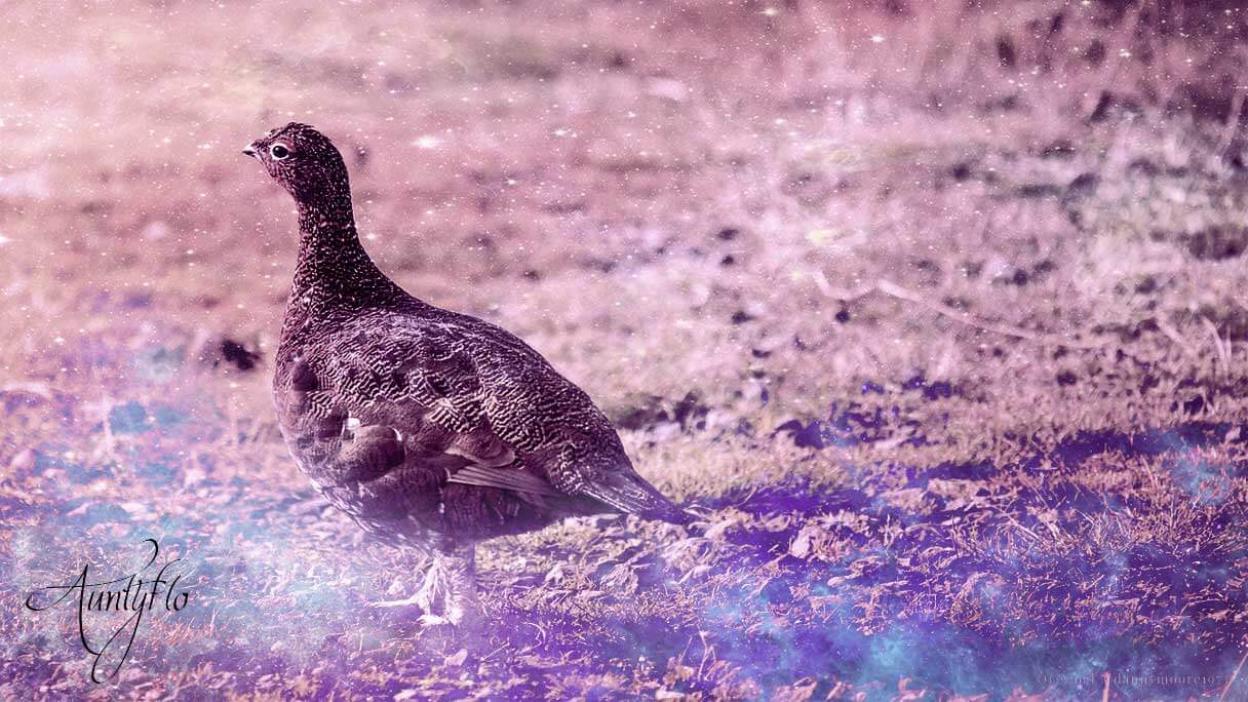 Grouse: Awaken your magick powers | Auntyflo.com
