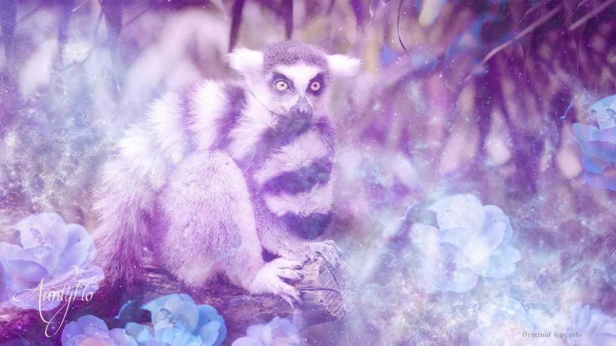 Lemur: Awaken your magick powers | Auntyflo.com