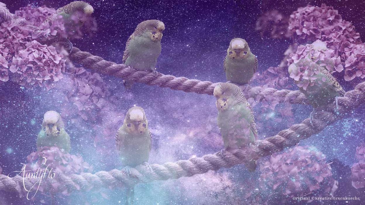 Parrot: Awaken your magick powers | Auntyflo.com