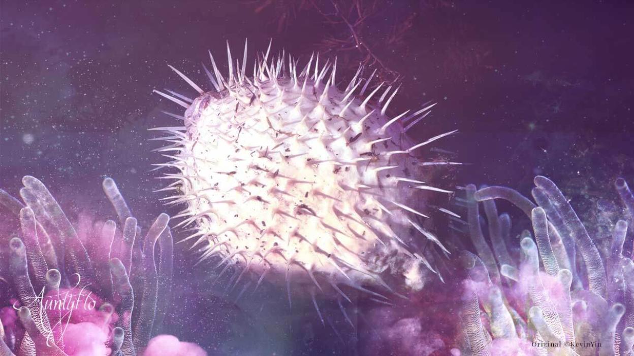Pufferfish: Awaken your magick powers | Auntyflo.com