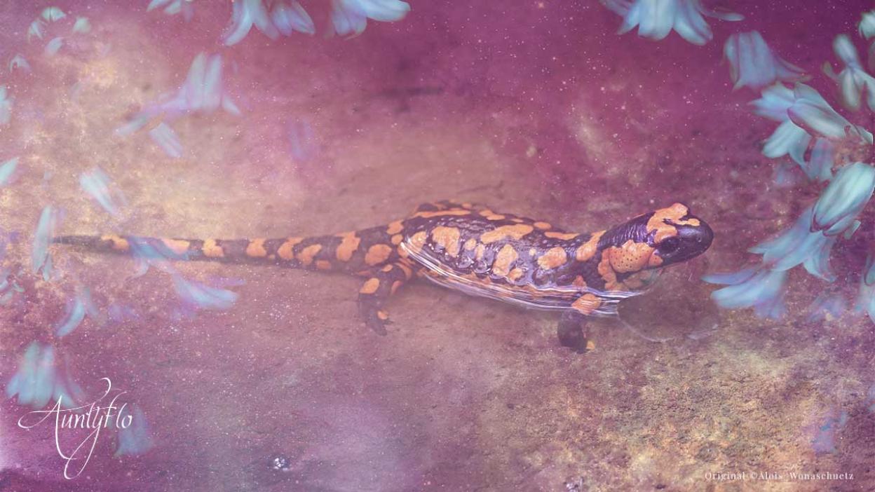 Salamander: Awaken your magick powers | Auntyflo.com