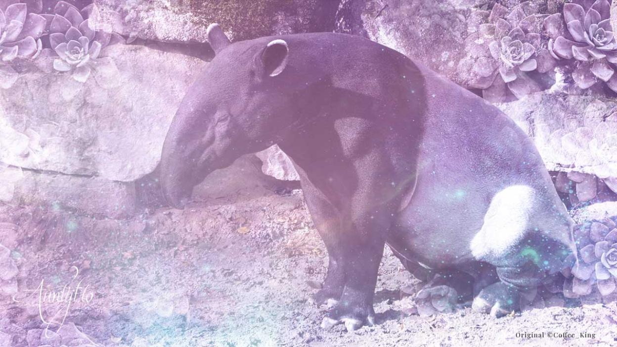 Tapir: Awaken your magick powers | Auntyflo.com