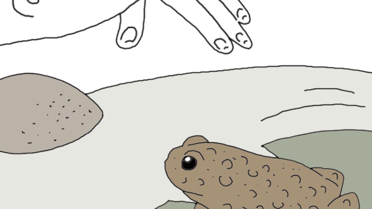 Toad: Awaken your magick powers | Auntyflo.com